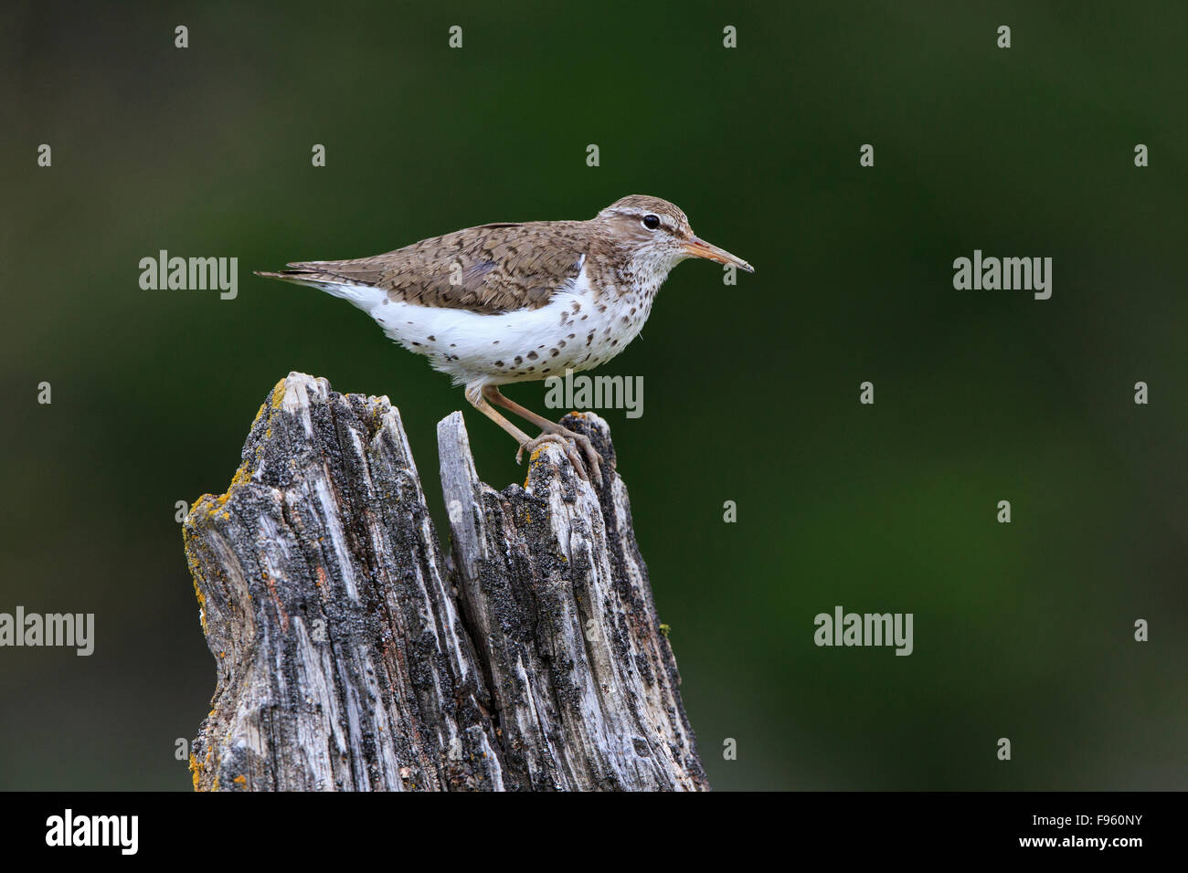 Spotted sandpiper (Actitis macularius), adult in breeding plumage ...