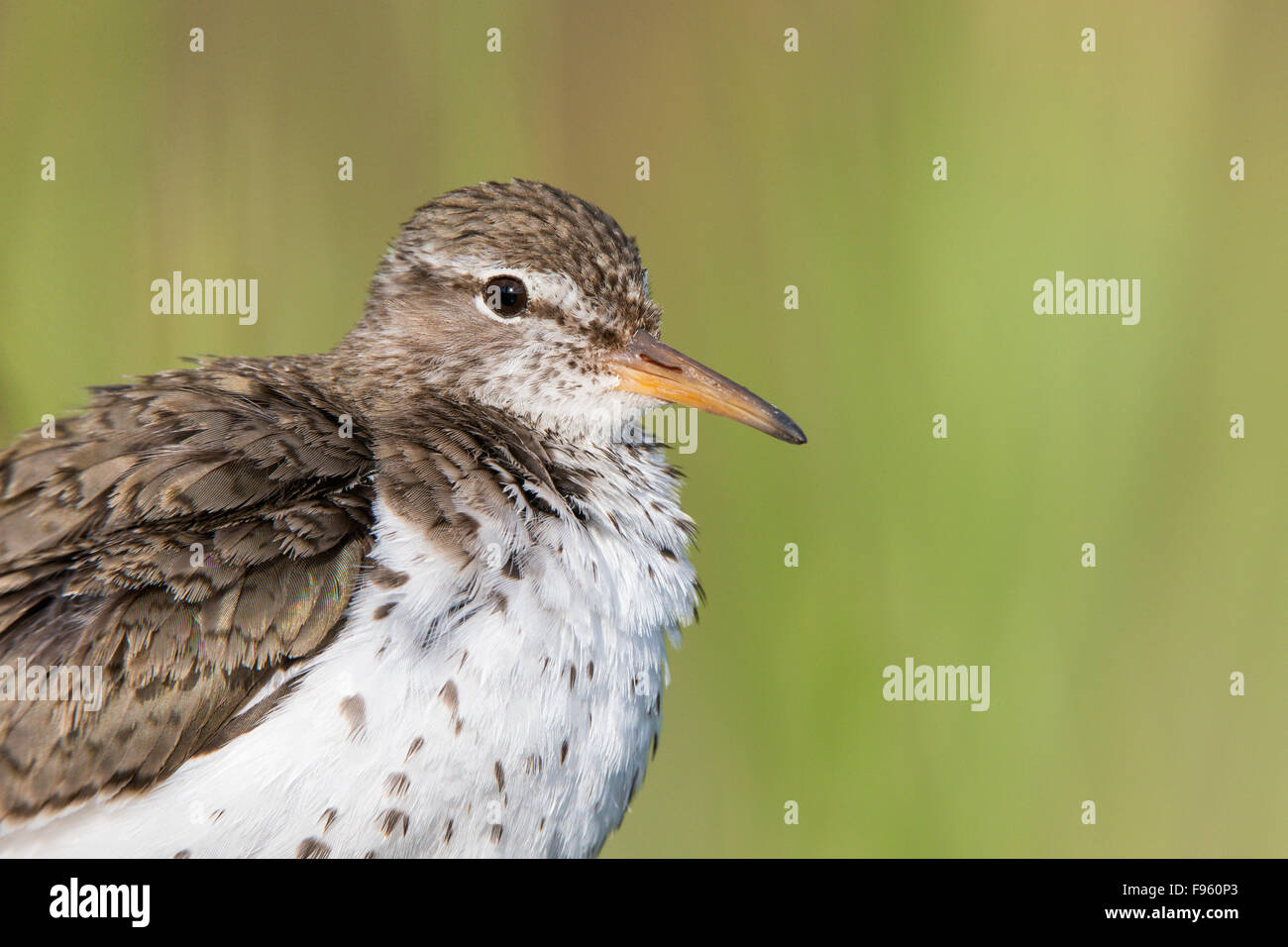 Spotted sandpiper (Actitis macularius), adult in breeding plumage ...