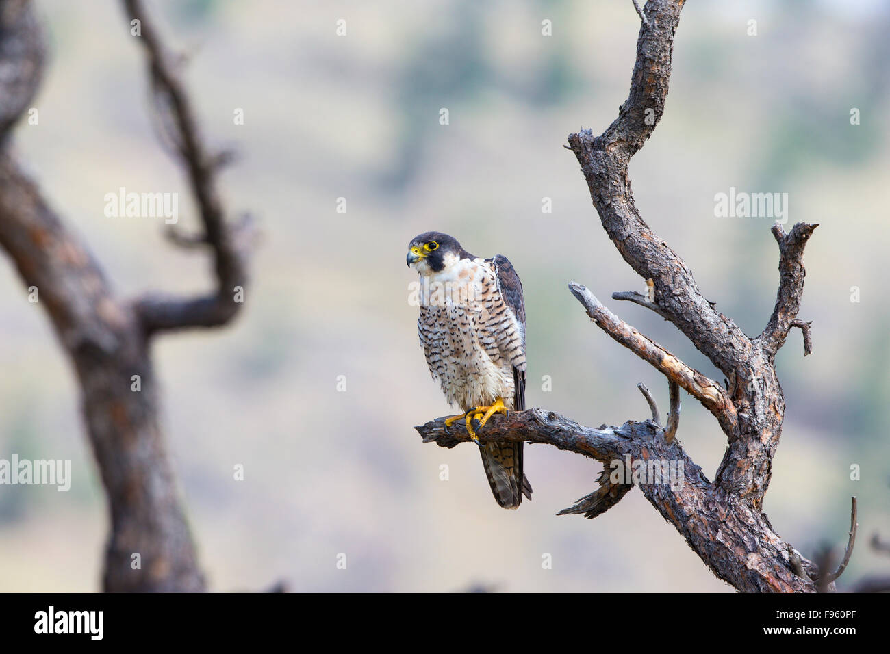 Peregrine falcon in tree hi-res stock photography and images - Alamy