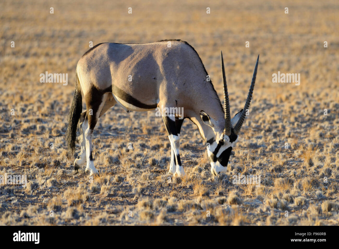 African oryx namib desert hi-res stock photography and images - Alamy