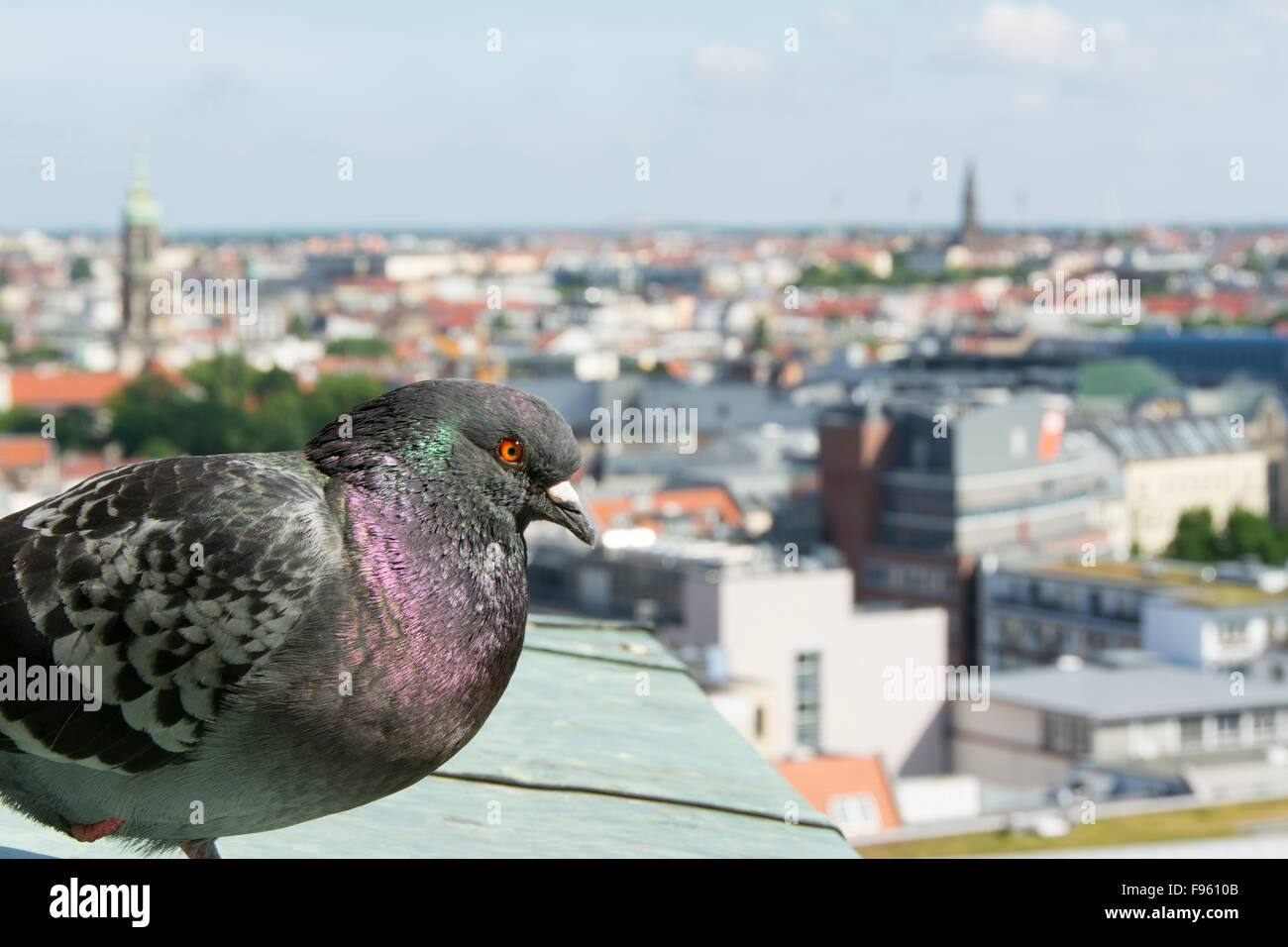 Berlin germany pigeons hi-res stock photography and images - Alamy