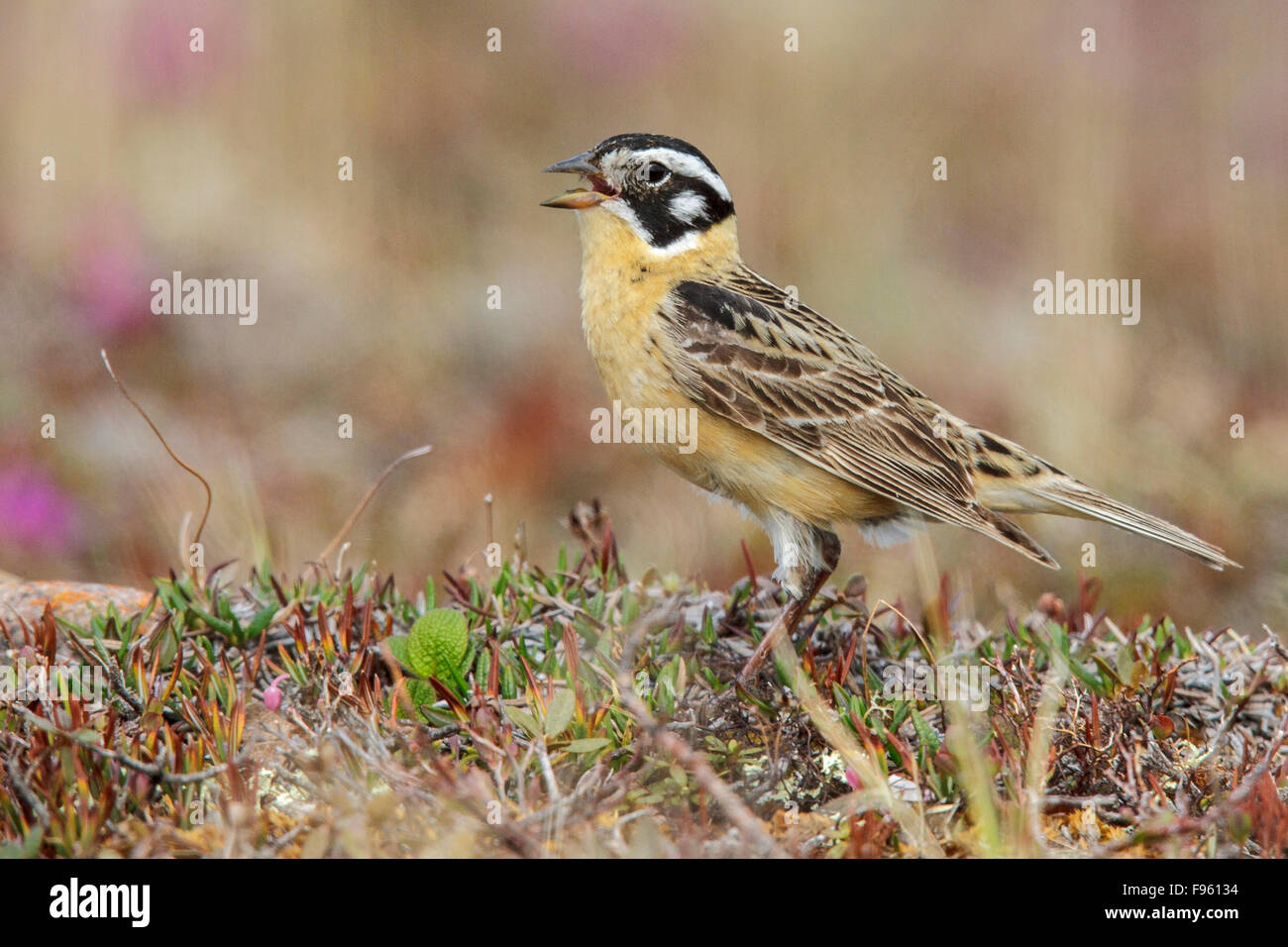 Smith's Longspur (Calcarius pictus) on the tundra near Churchill ...