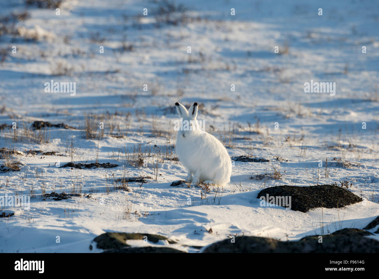 Arctic hare snow hi-res stock photography and images - Alamy