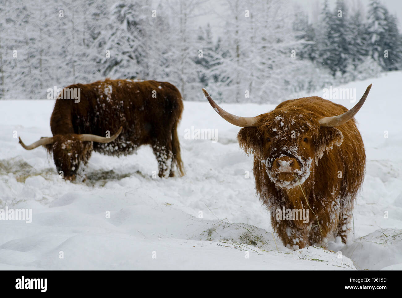Sottish highland cattle forage for food in the North Okanagan snow in ...