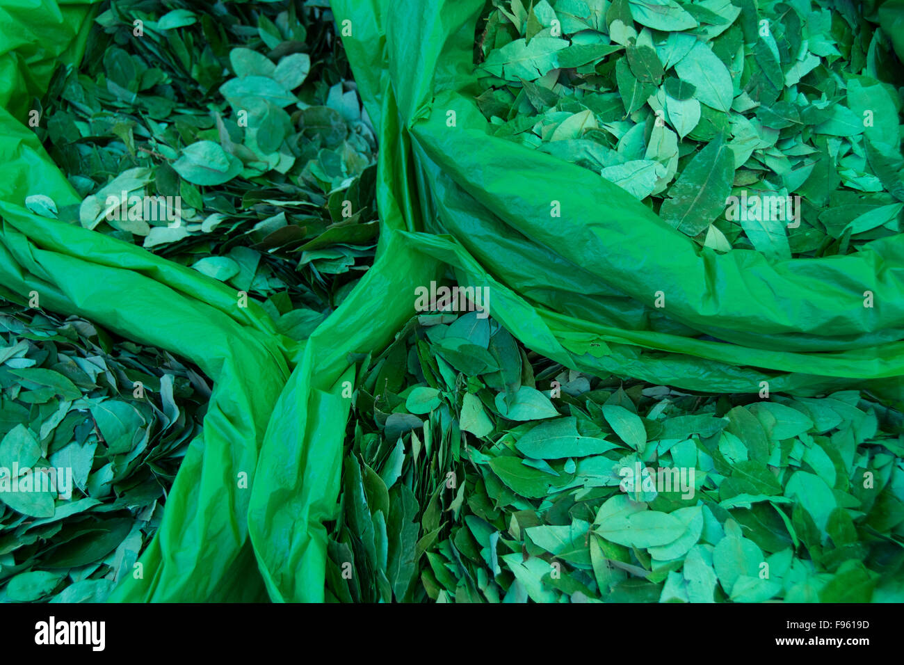 Coca leaves hi-res stock photography and images - Alamy