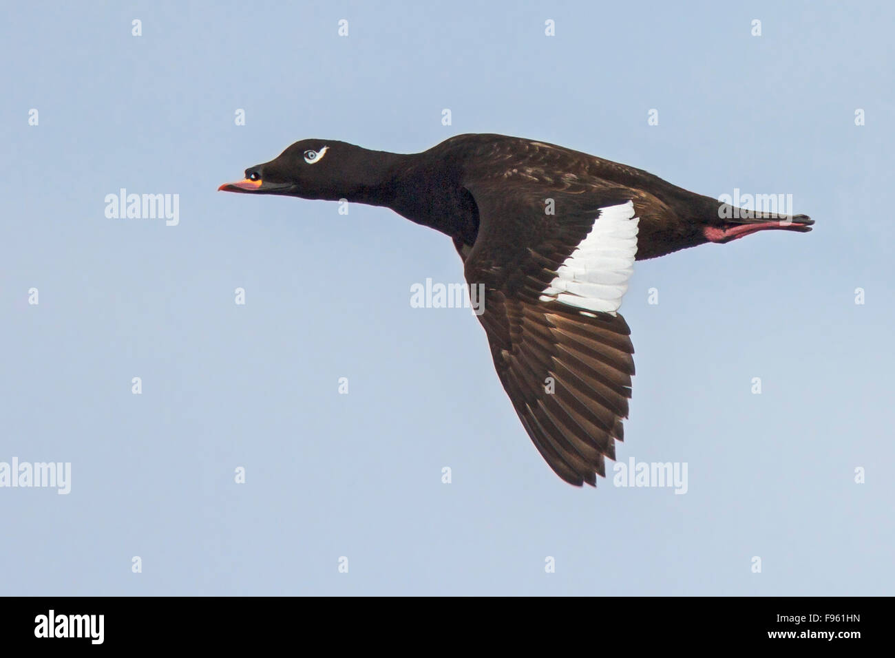 Velvet scoter flying hi-res stock photography and images - Alamy