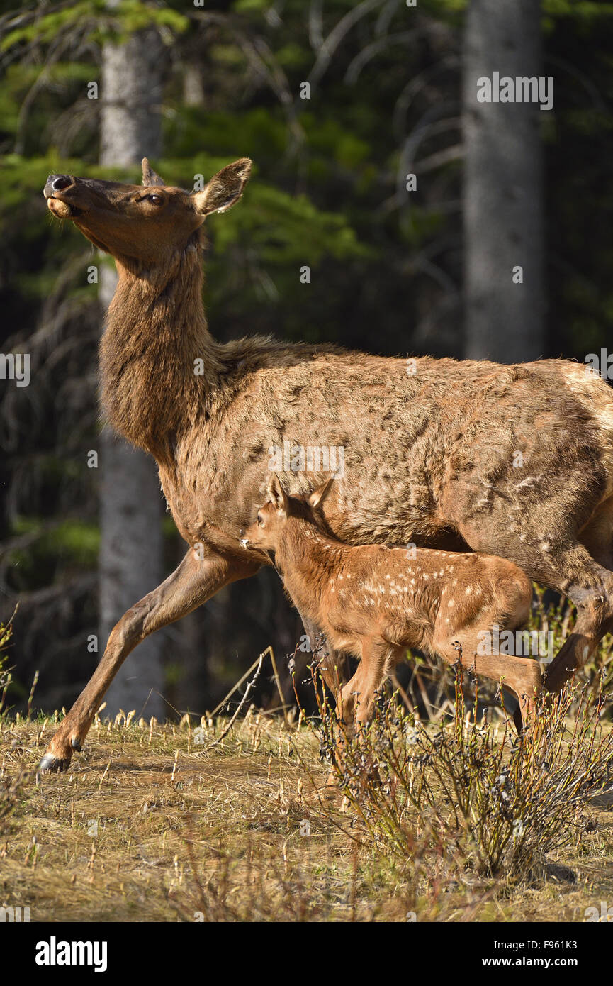 A mother elk 'Cervus elaphus ' with a new baby moving quickly toward ...