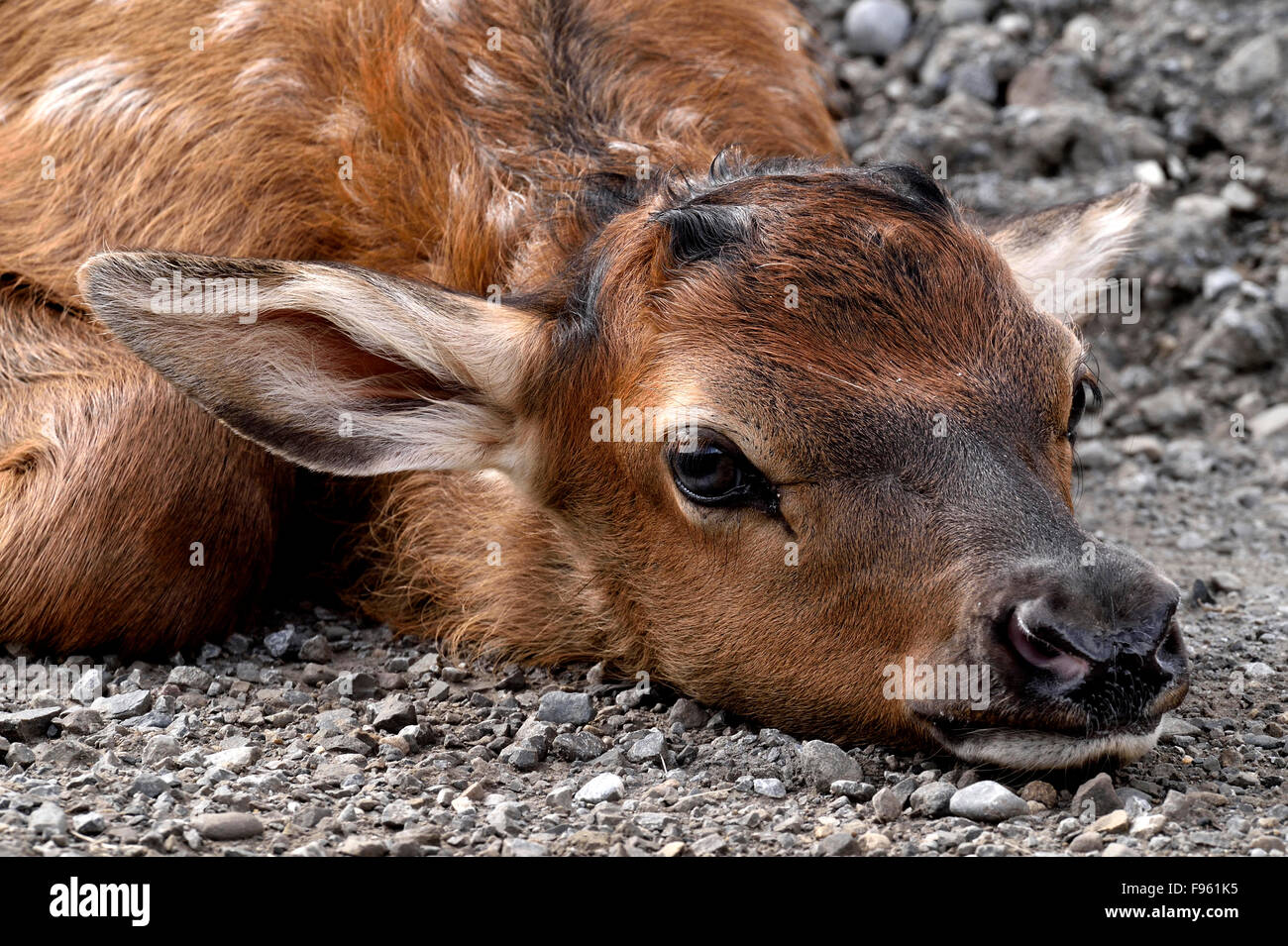 A close up image of a newborn elk calf laying down in a low position to ...