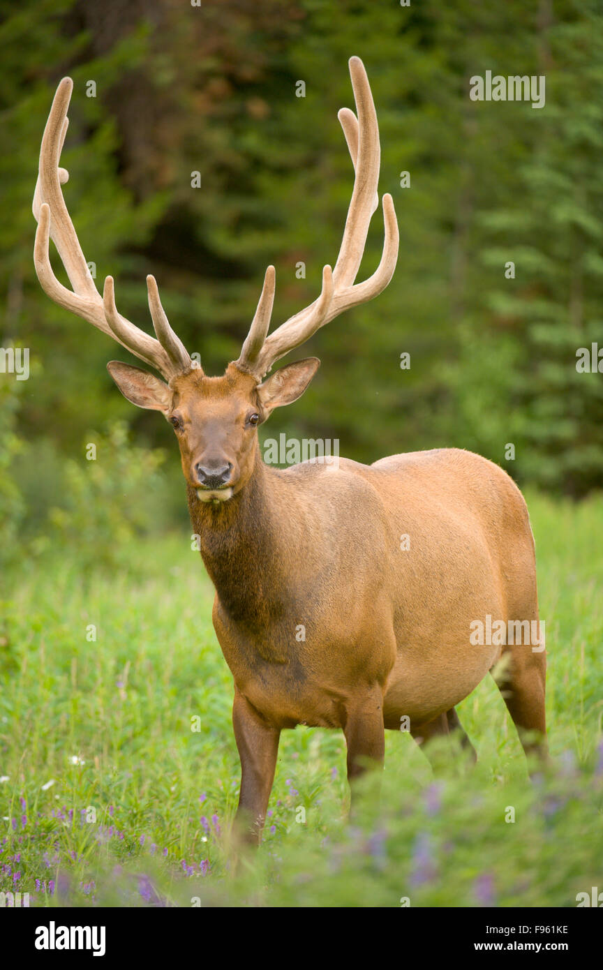 Young elk hi-res stock photography and images - Alamy