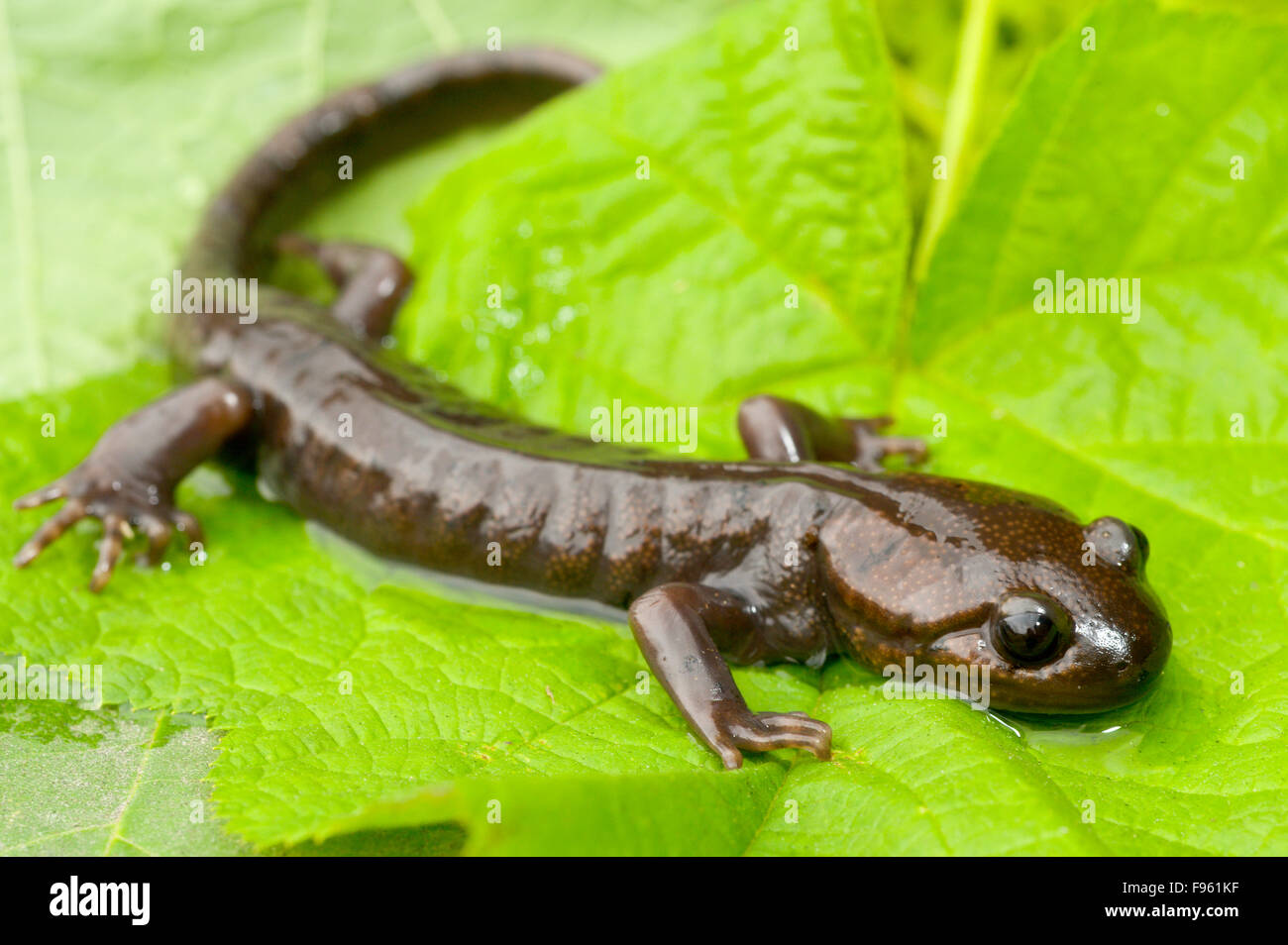 Northwest Salamander Backgrounds