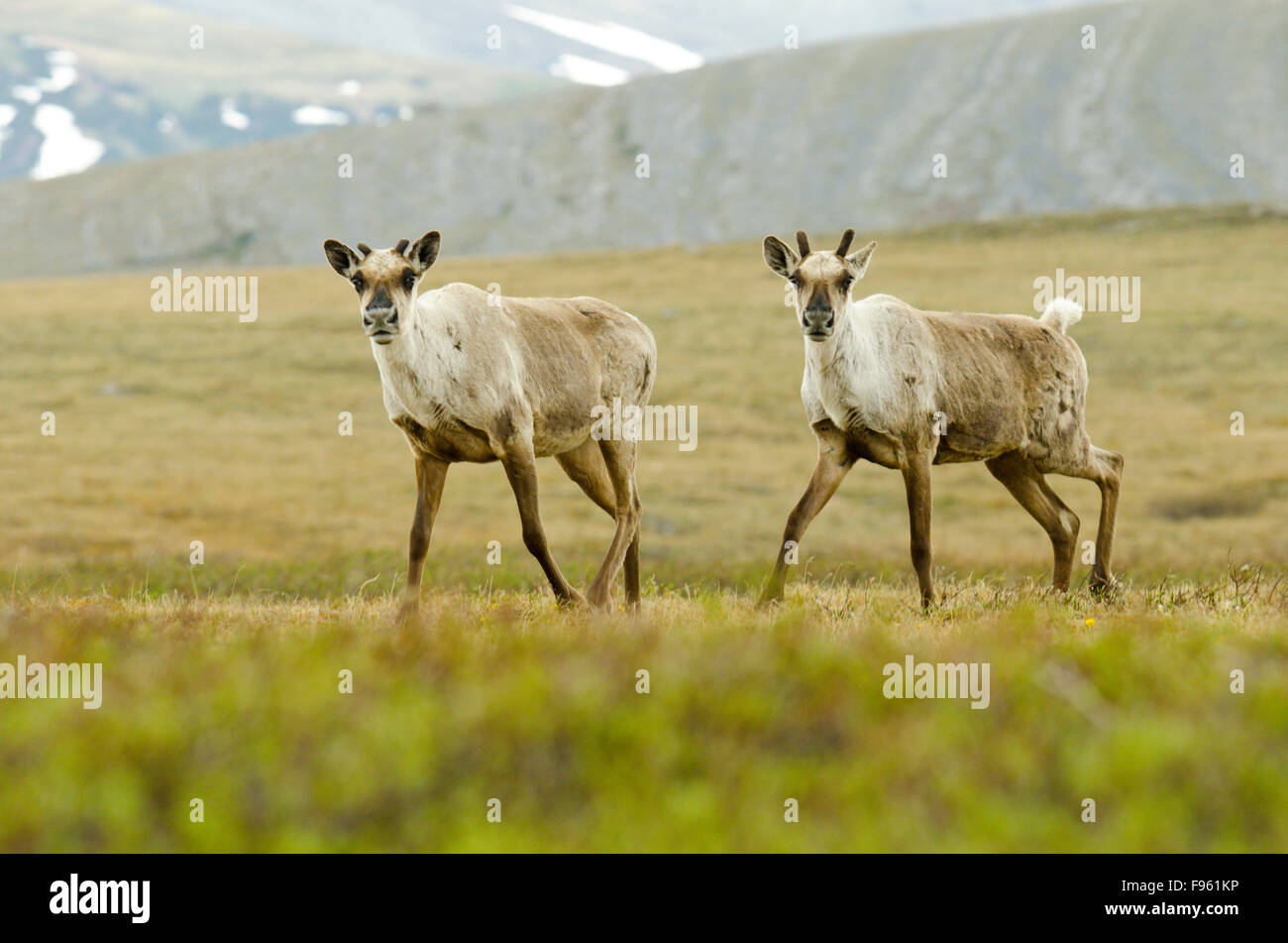 Woodland Caribou Range