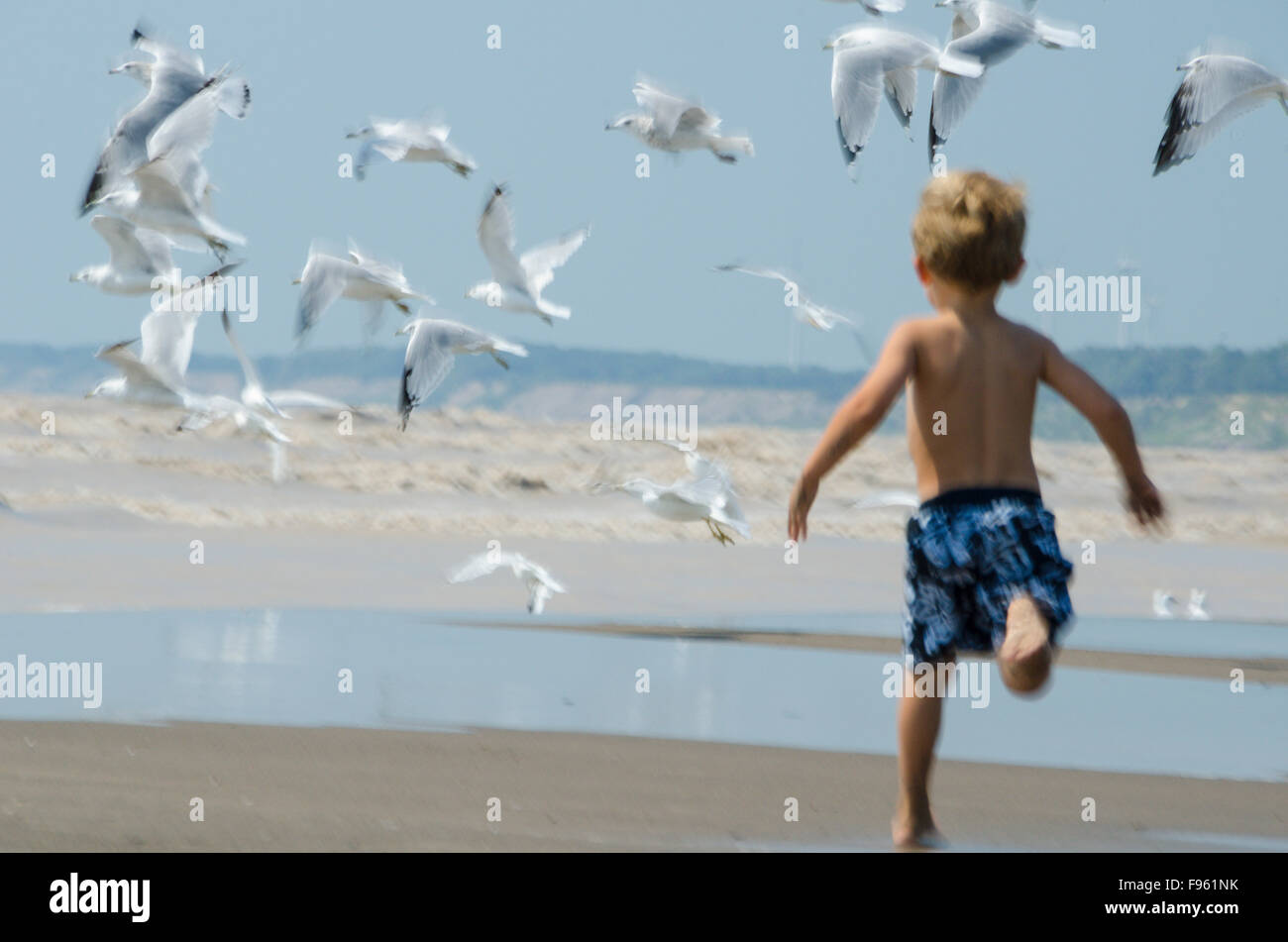 Boy chasing seagulls High Resolution Stock Photography and Images - Alamy