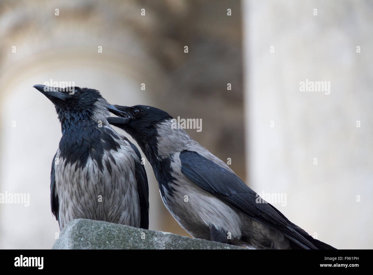 The hooded crow (Corvus cornix), a Eurasian bird species in the crow ...
