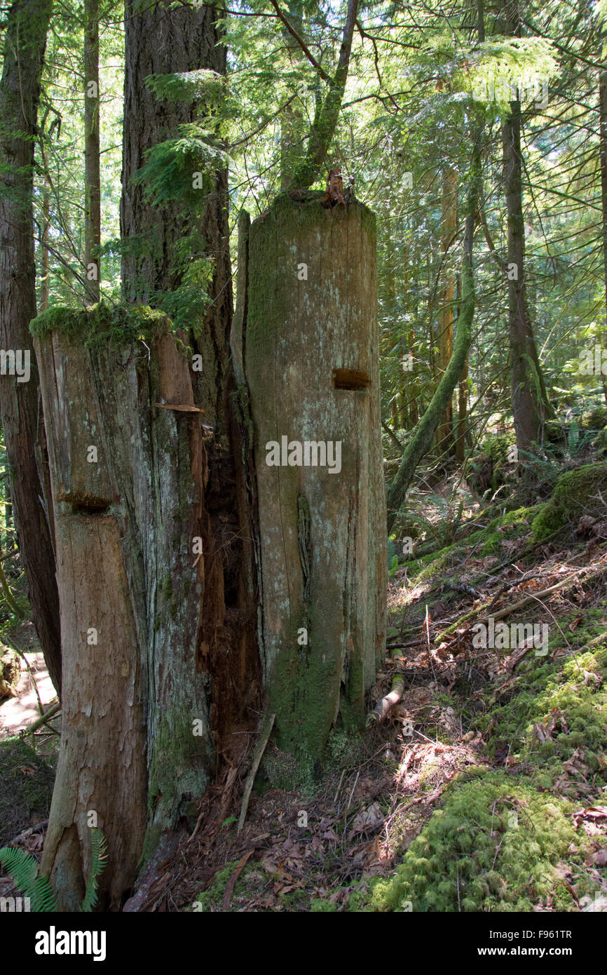 Springboard hi-res stock photography and images - Alamy