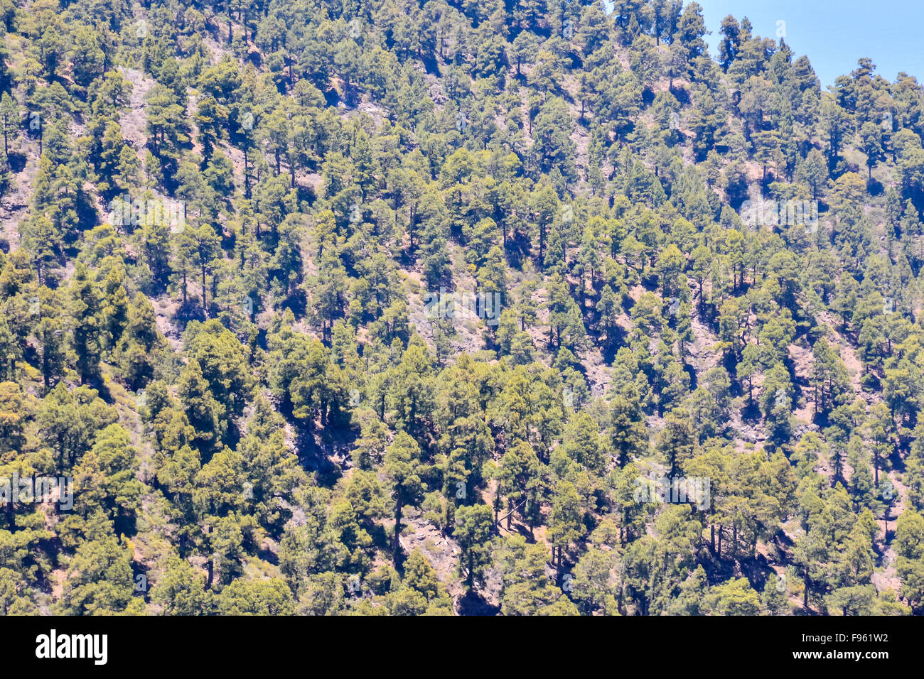Pine Tree View Stock Photo - Alamy
