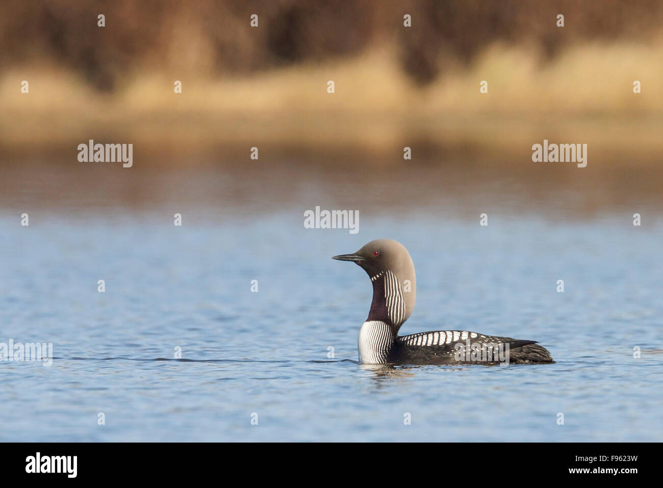 Pacific Loon (Gavia pacifica) in a pond in the tundra near Churchill ...