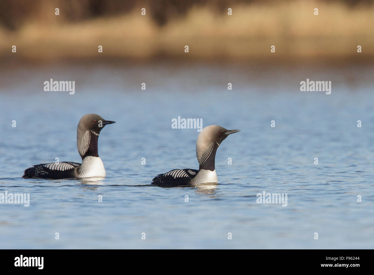 Canadian Loonie Bird