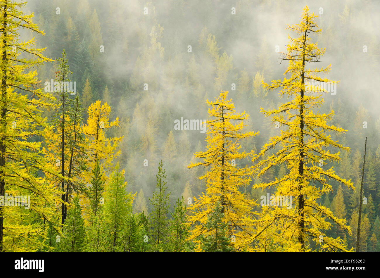 Alpine Larch (Larix lyallii) in the fall at Kootenay Pass between ...