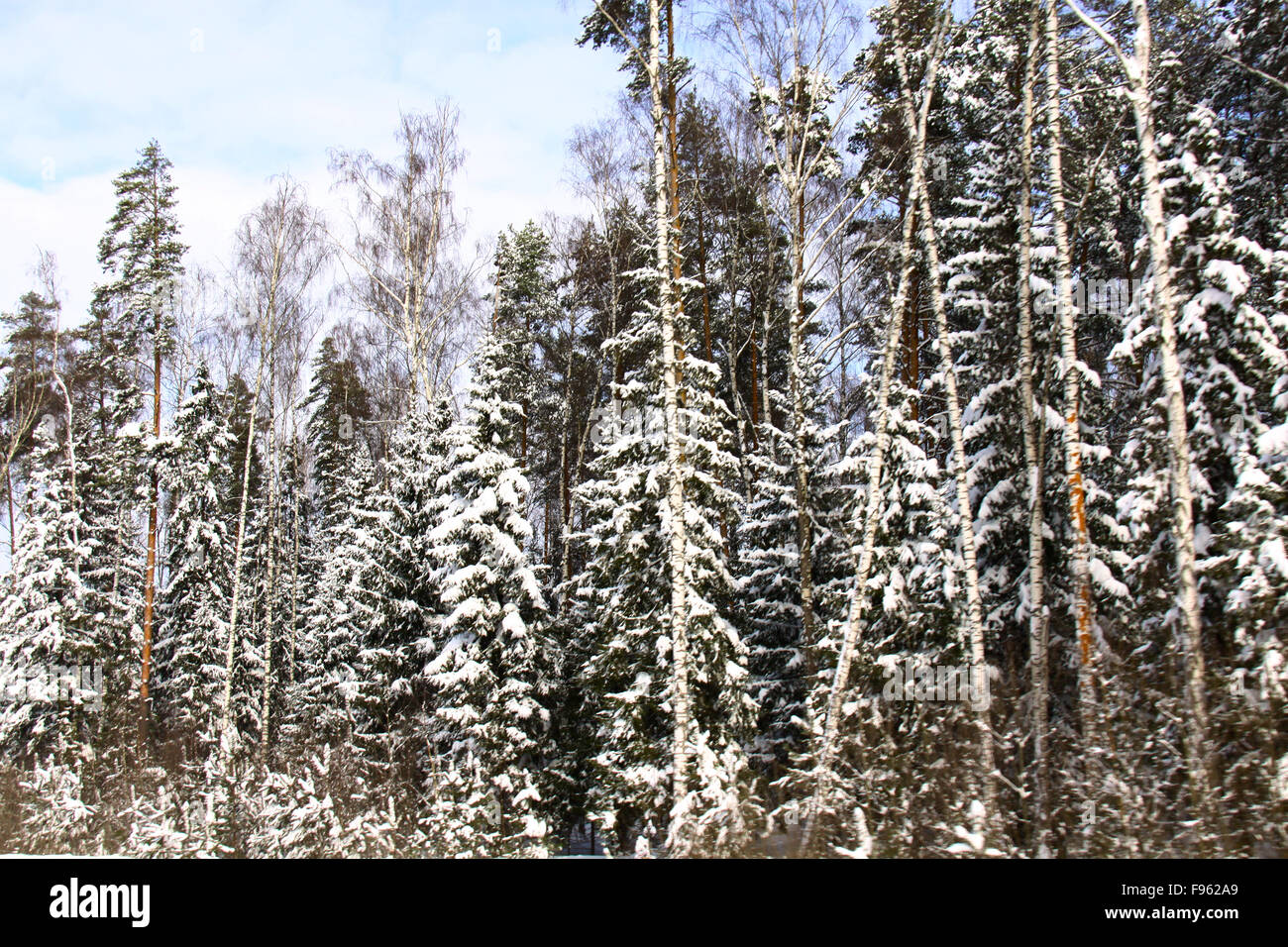Beautiful winter forest landscape in Russia Stock Photo - Alamy
