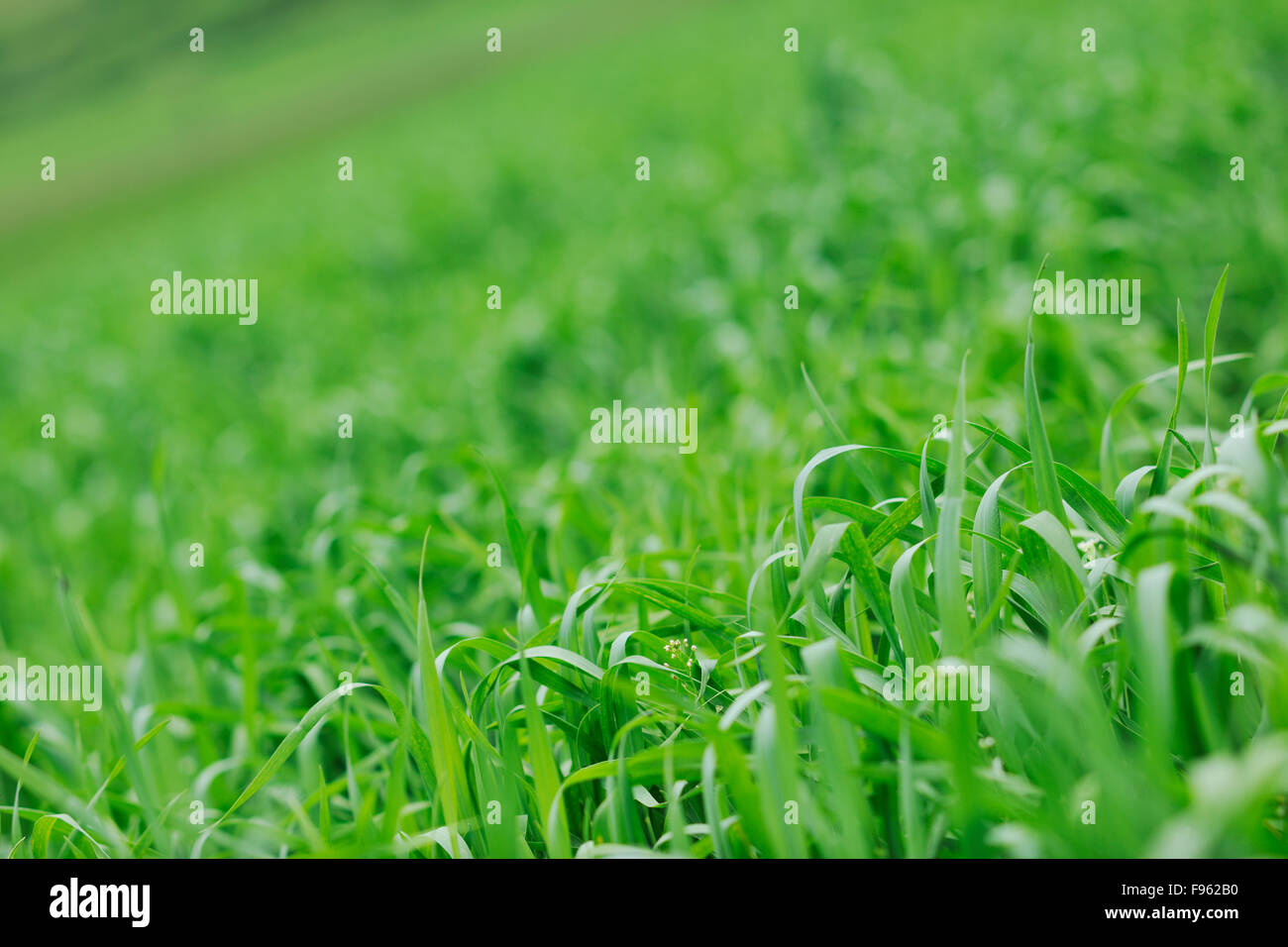 green grass closeup outdoor in nature background Stock Photo - Alamy