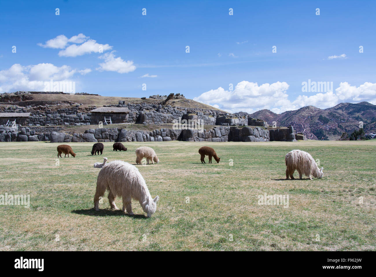Llamas andes hi-res stock photography and images - Alamy