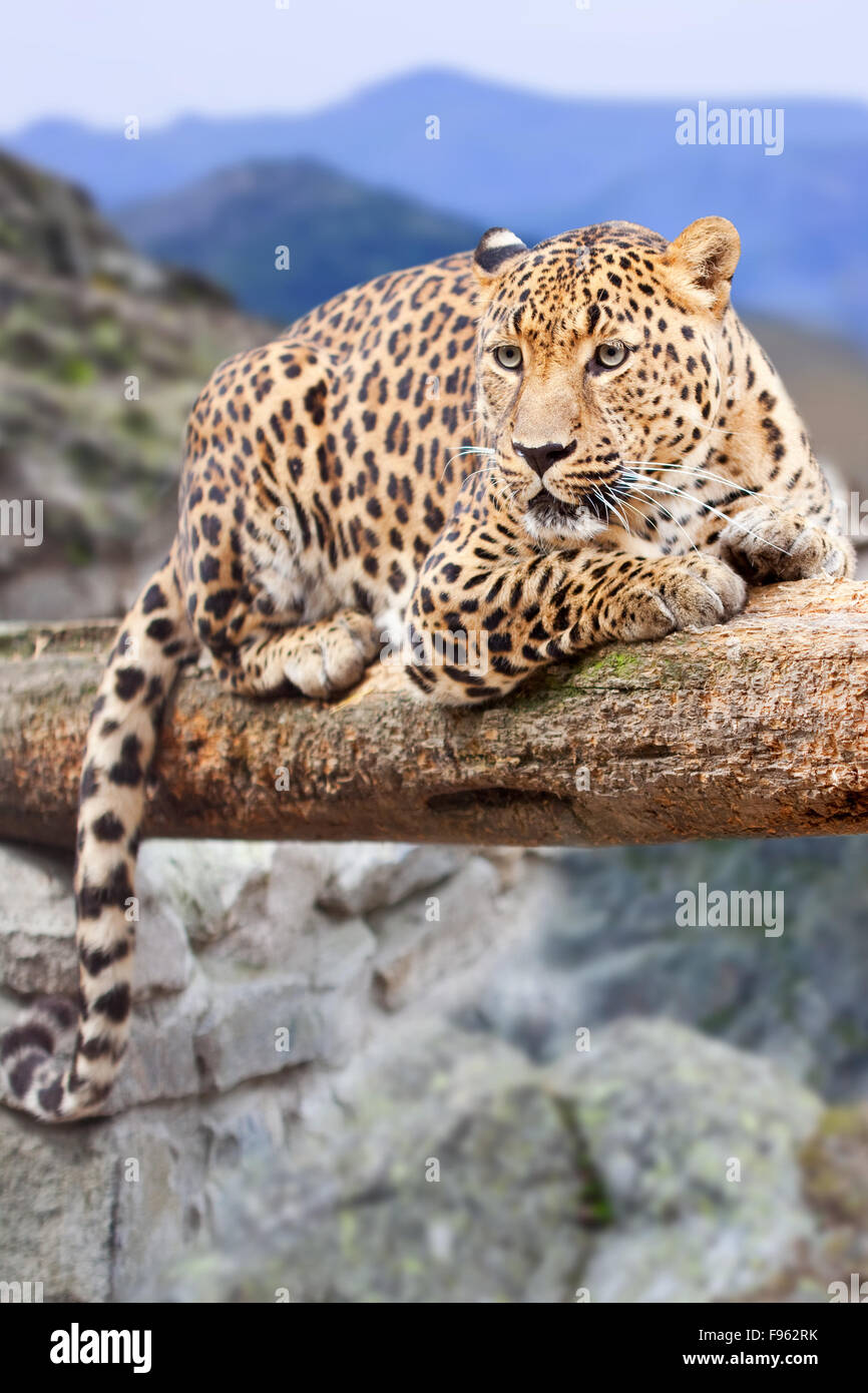 leopard on wood at wildness area Stock Photo - Alamy