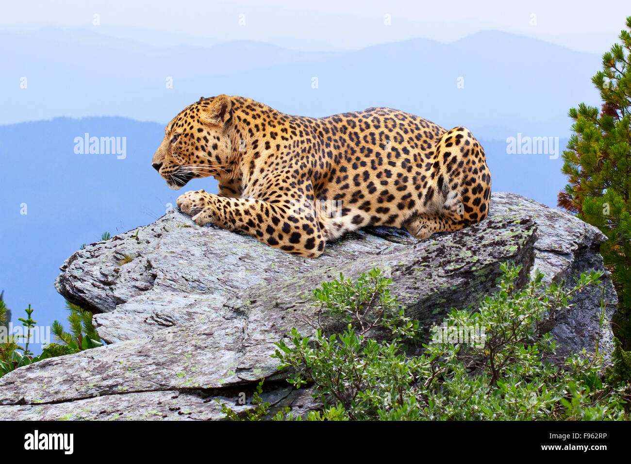 leopard on stones at wildness area Stock Photo - Alamy