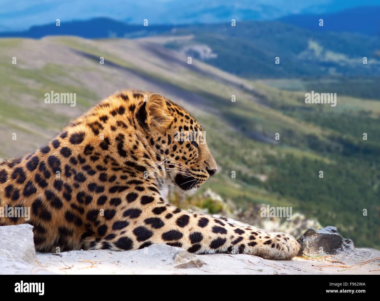 Leopard On Rock High Resolution Stock Photography and Images - Alamy