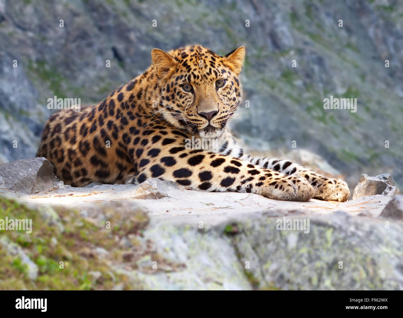 Leopard on rock hi-res stock photography and images - Alamy