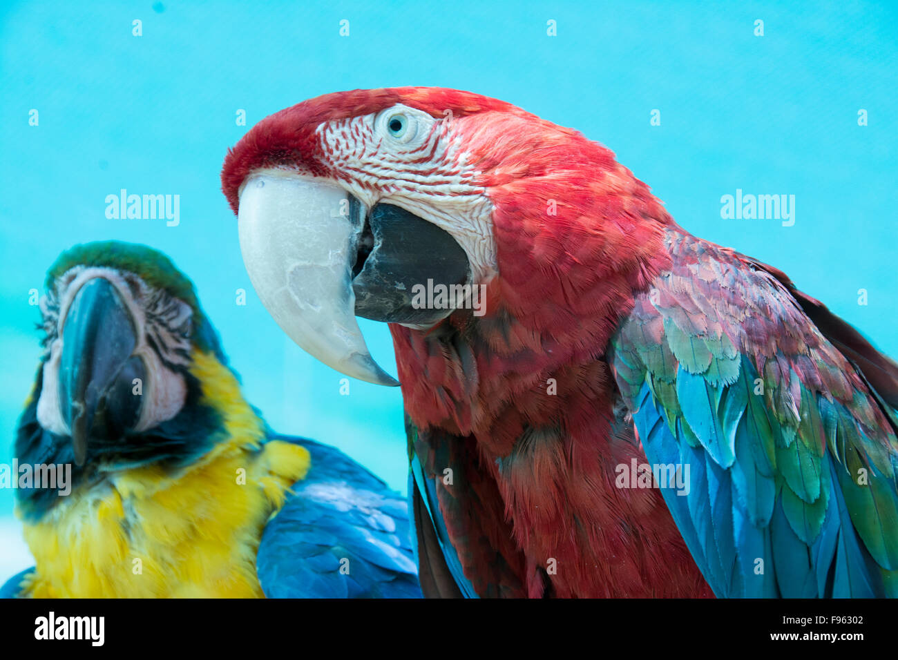 Macaws, Pisac, Peru Stock Photo - Alamy