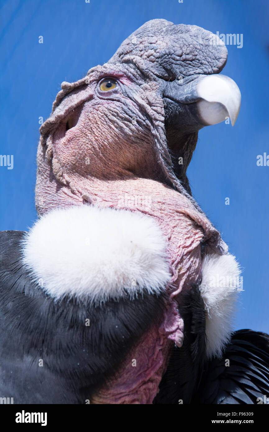 Captive condor hi-res stock photography and images - Alamy