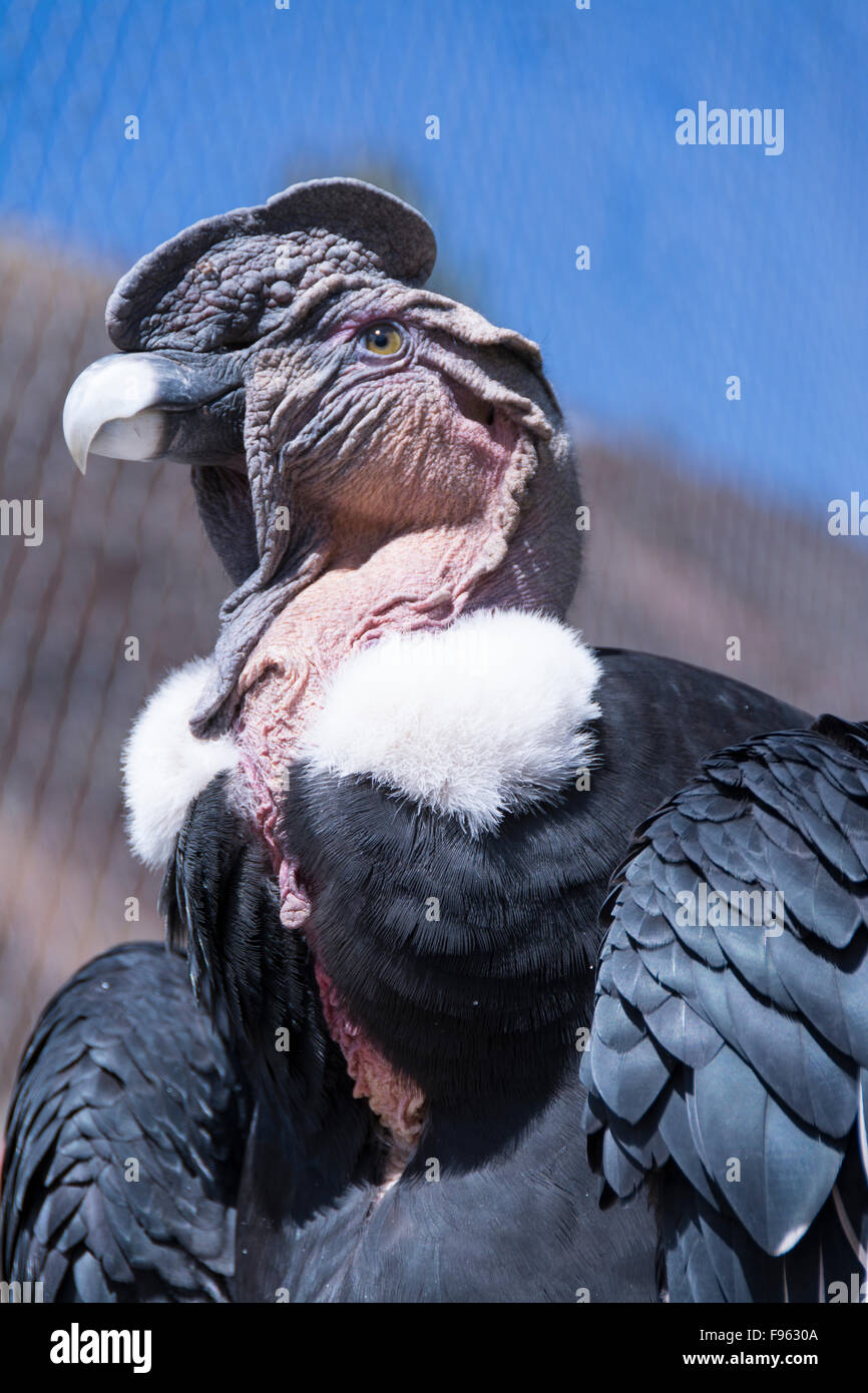 Captive Condor, Pisac, Peru Stock Photo - Alamy