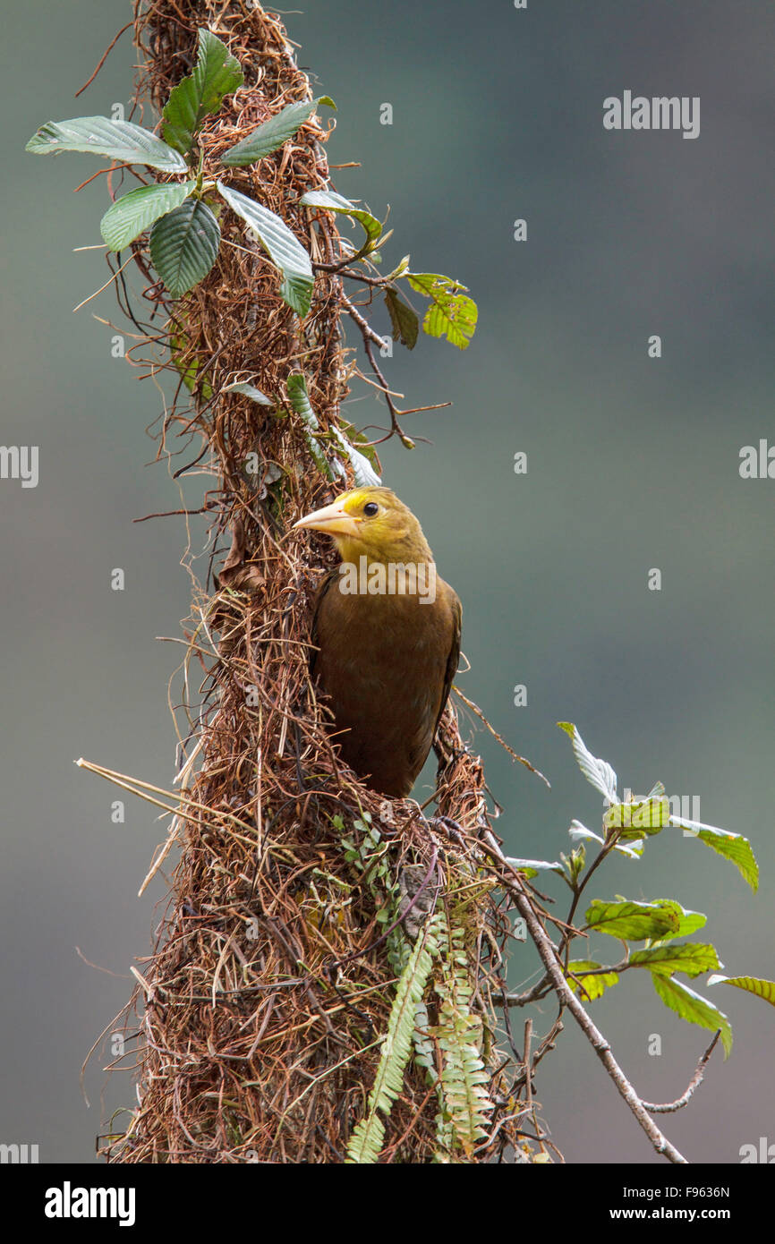 Oropendola nest hi-res stock photography and images - Alamy
