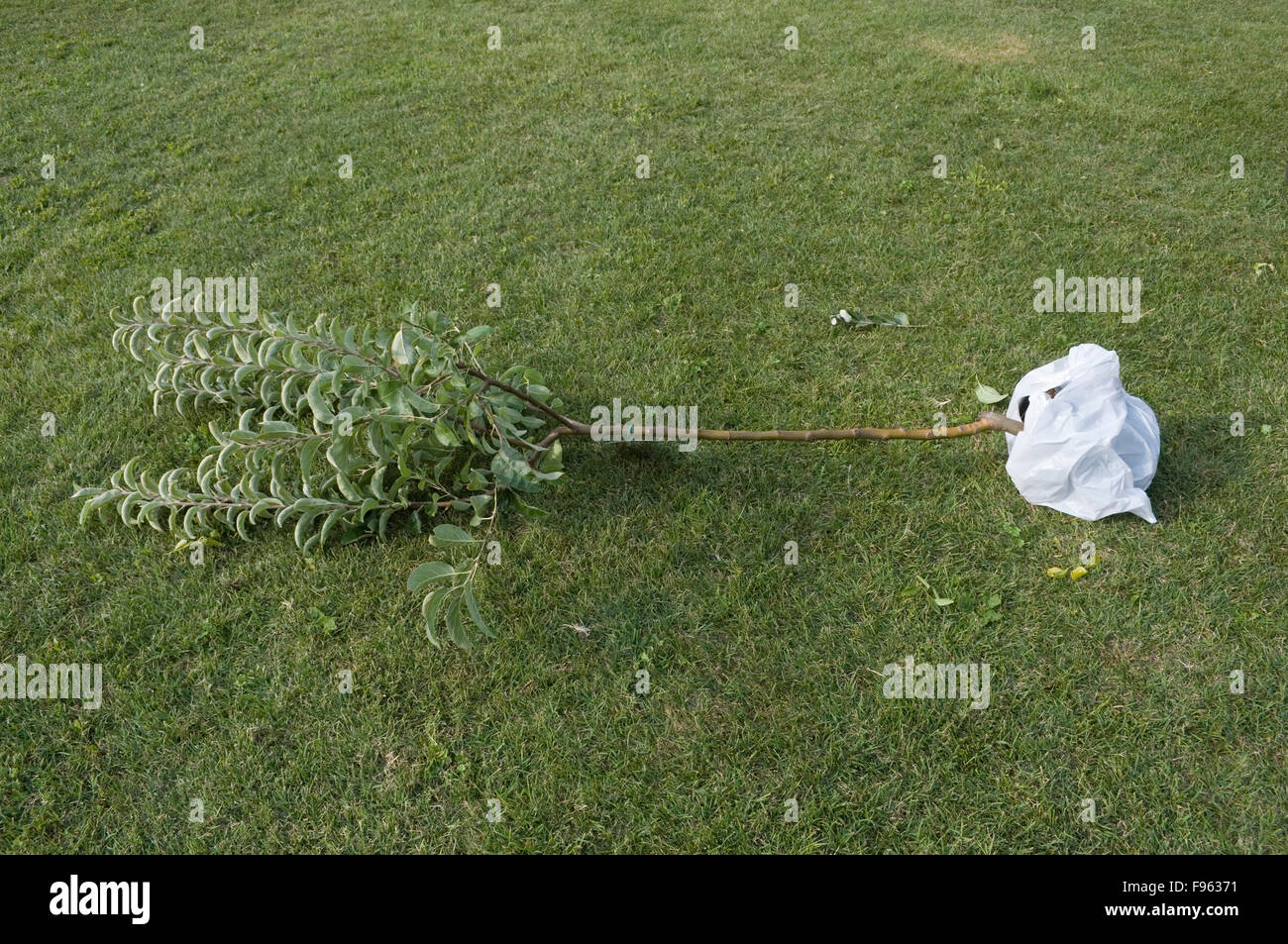 Potted grass tree hi-res stock photography and images - Alamy