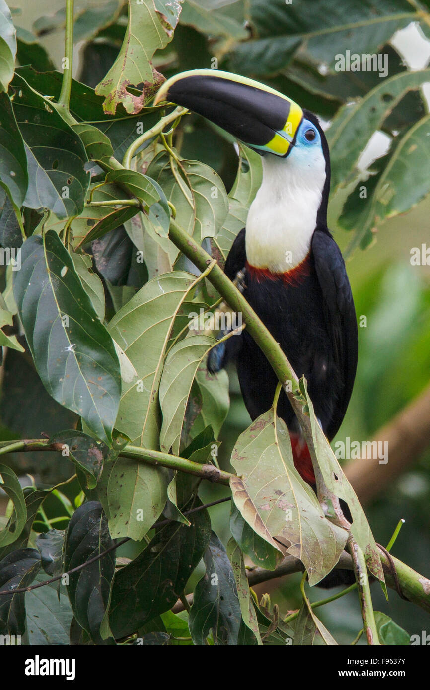Ramphastos tucanus tucanus hi-res stock photography and images - Alamy