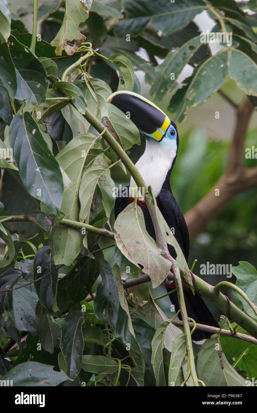 Ramphastos tucanus hi-res stock photography and images - Alamy