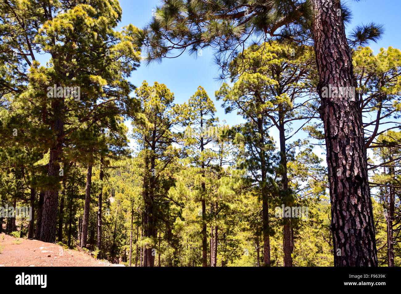 Pine Tree View Stock Photo - Alamy