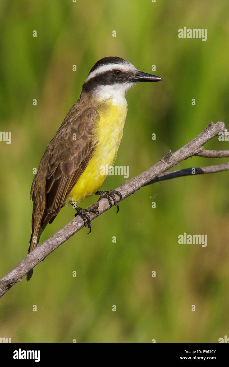 Lesser Kiskadee (Philohydor lictor) perched on a branch in Manu ...