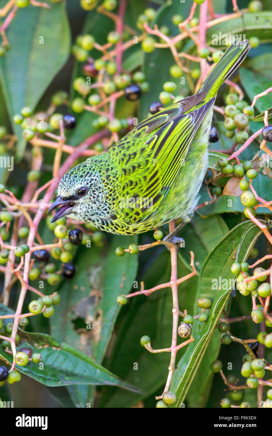 Spotted Tanager (Tangara punctata) perched on a branch in Manu National ...