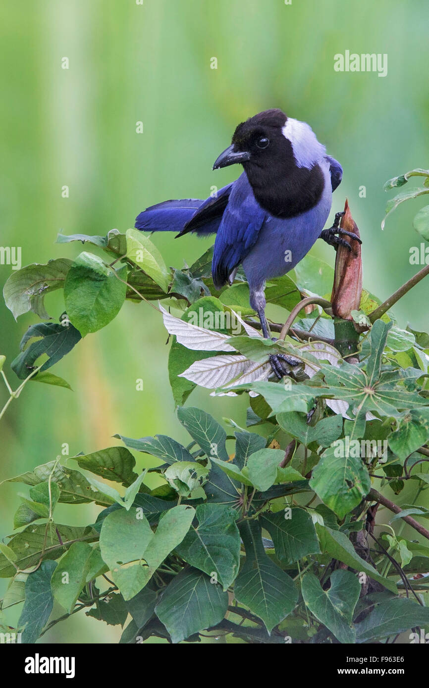 Violaceous Jay (Cyanocorax violaceous) perched on a branch in Manu ...
