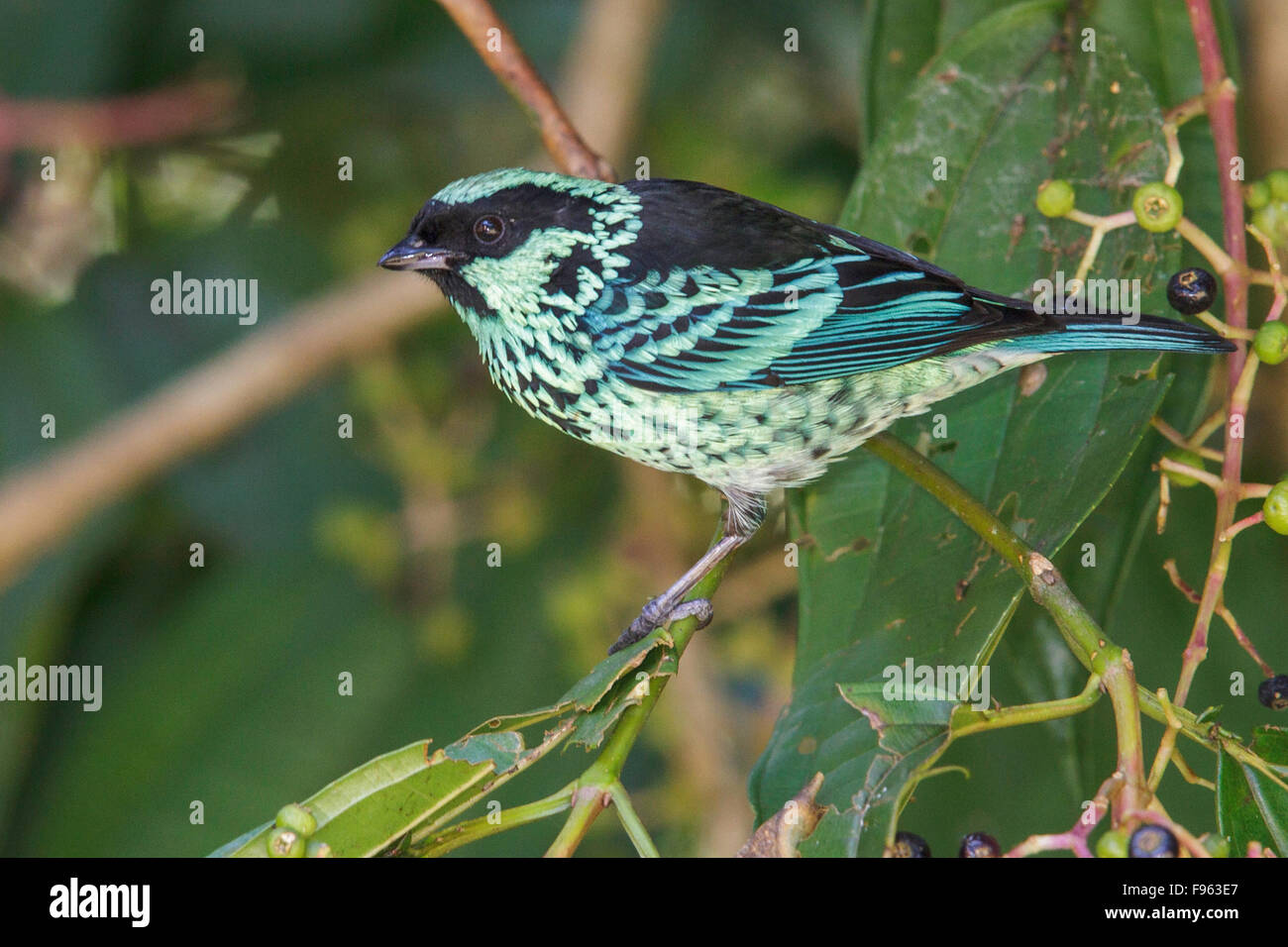 Tangara bird hi-res stock photography and images - Alamy