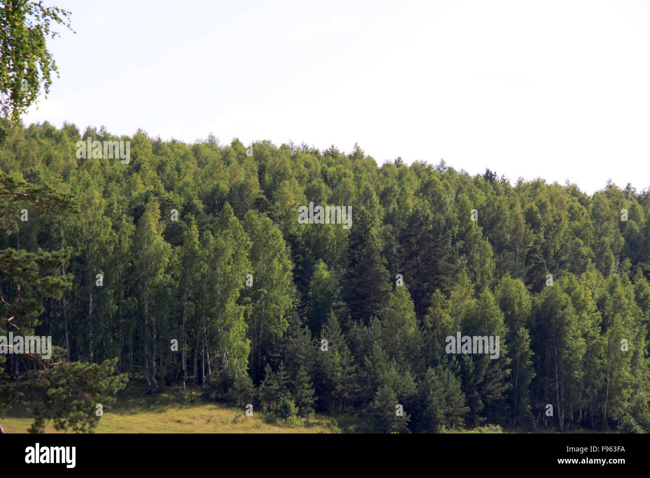 Beautiful forest landscape Stock Photo - Alamy