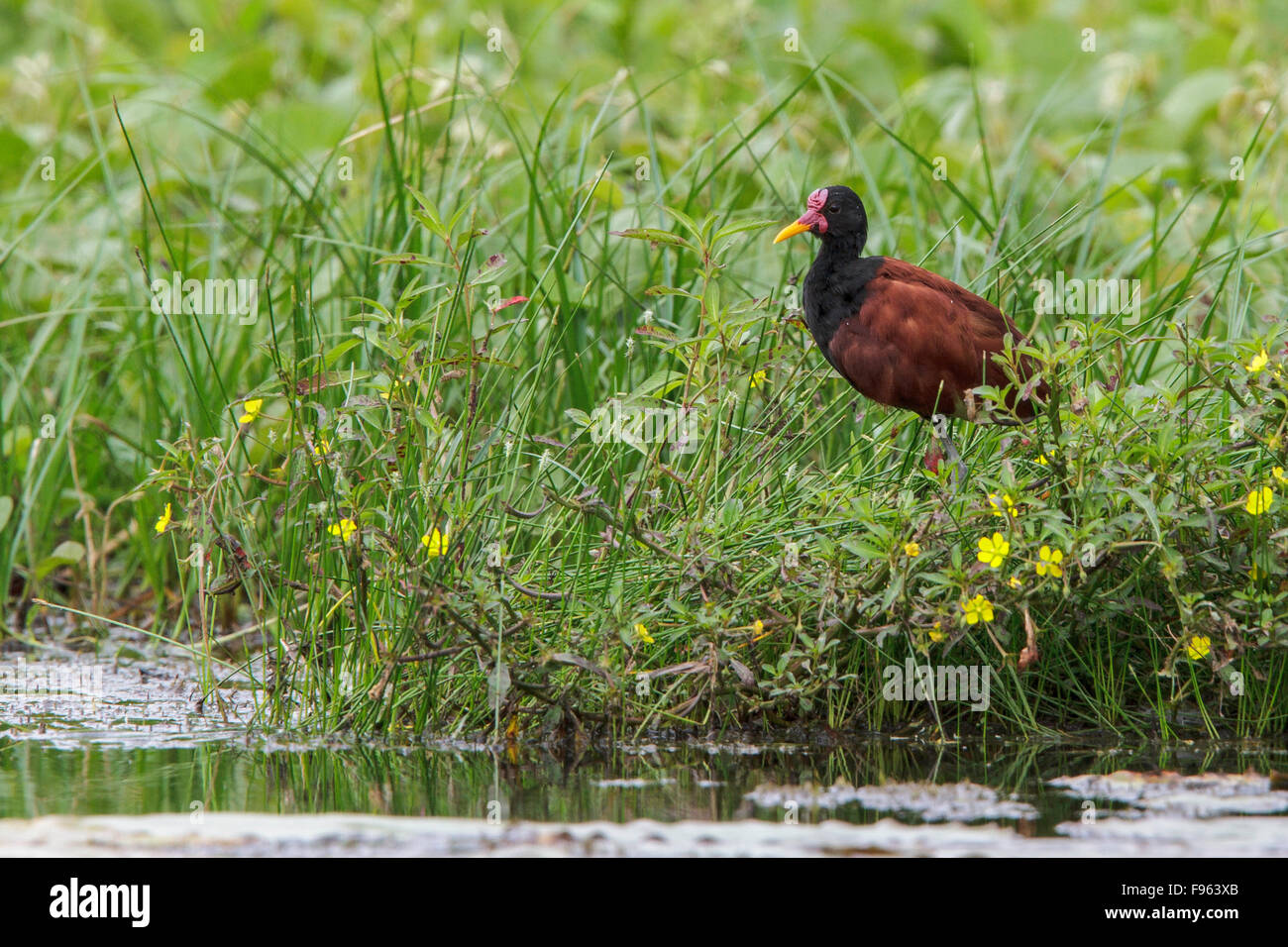Wattled Jacana (Jacana jacana) in a lake in Manu National Park, Peru ...