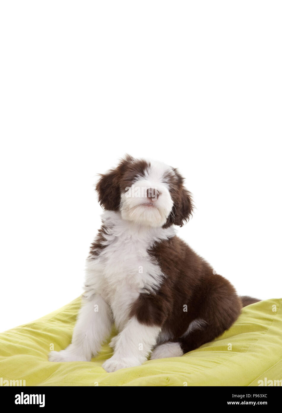 Bearded collie pup Stock Photo - Alamy