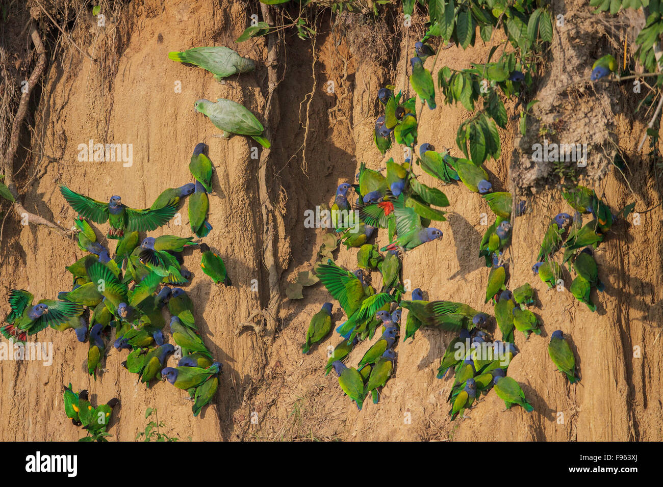 Blueheaded Parrot (Pionus menstruus) eating clay at a clay lick in Manu ...