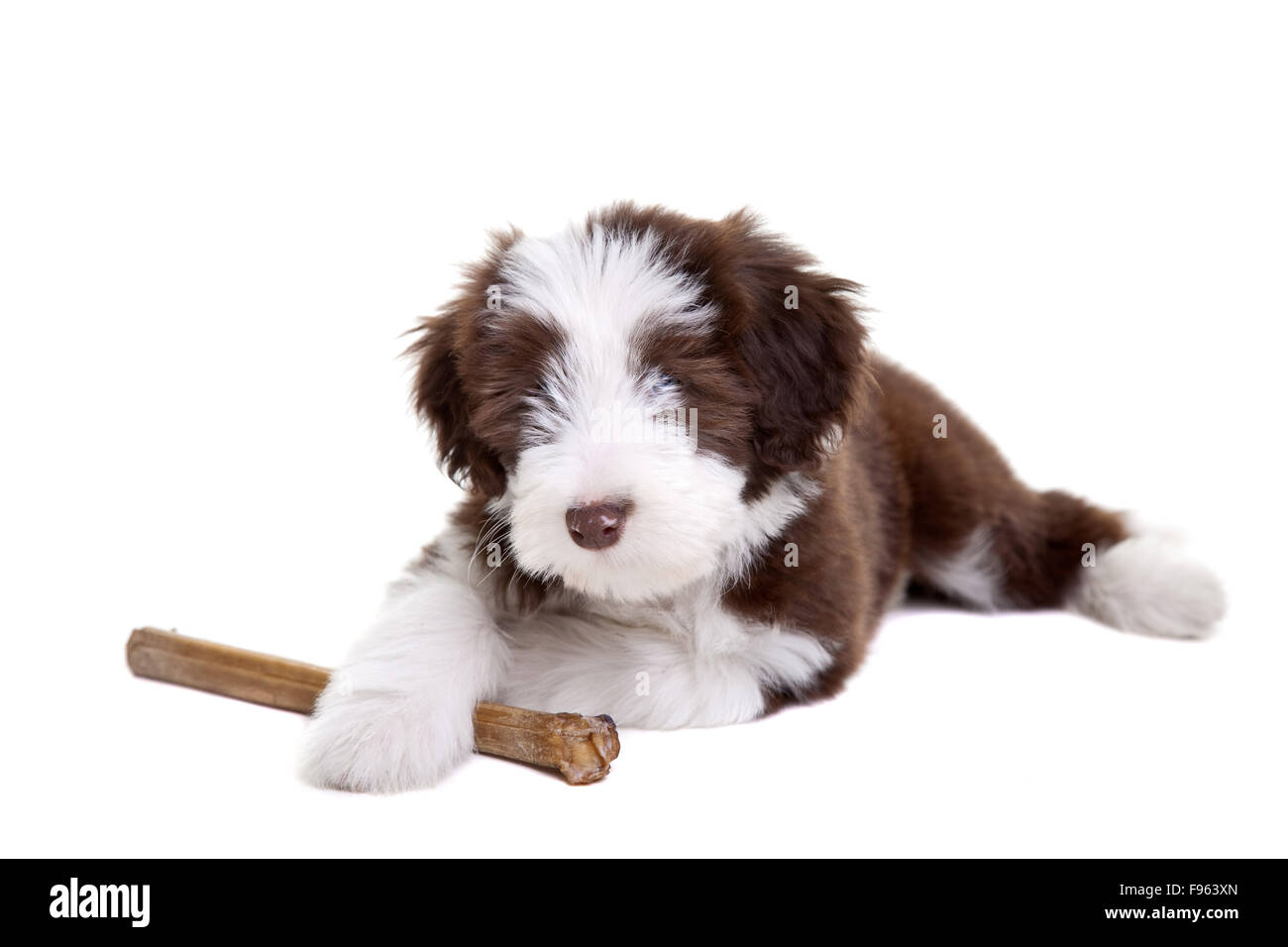 Bearded collie pup Stock Photo - Alamy
