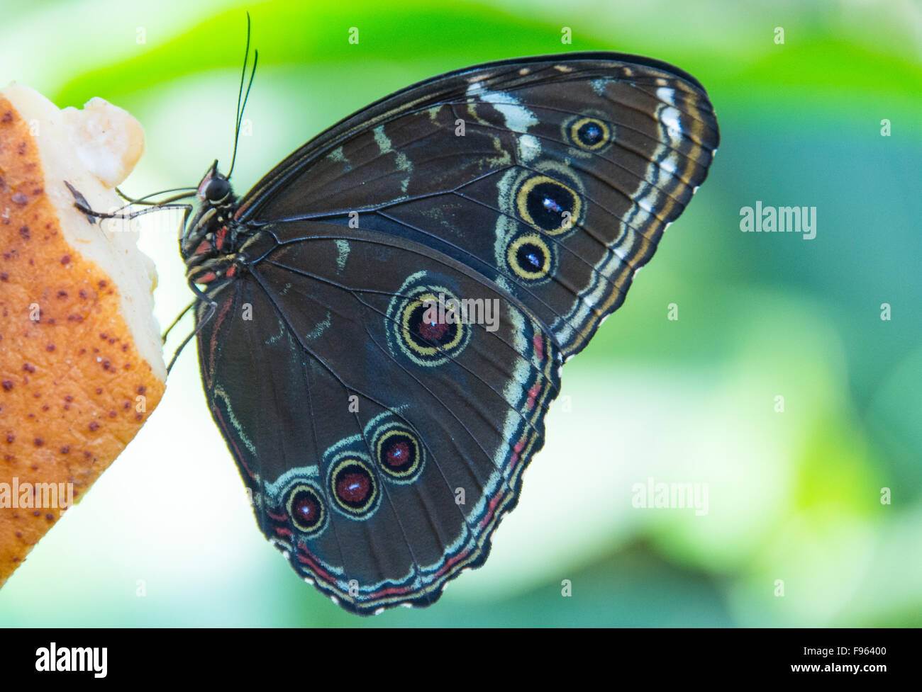 Butterflies amazon peru butterfly hi-res stock photography and images ...