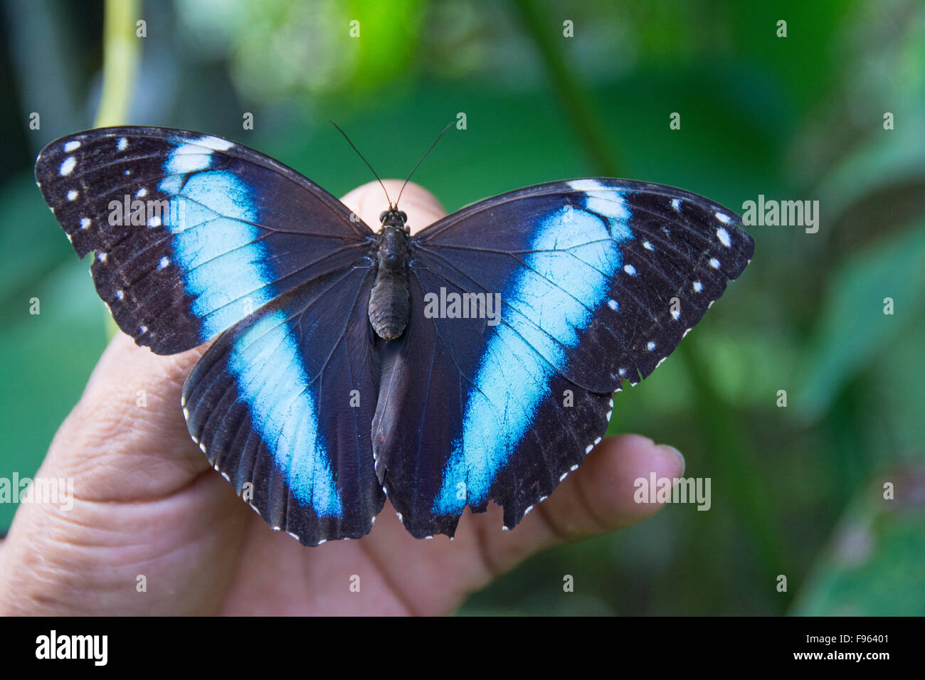 Butterflies amazon peru butterfly hi-res stock photography and images ...
