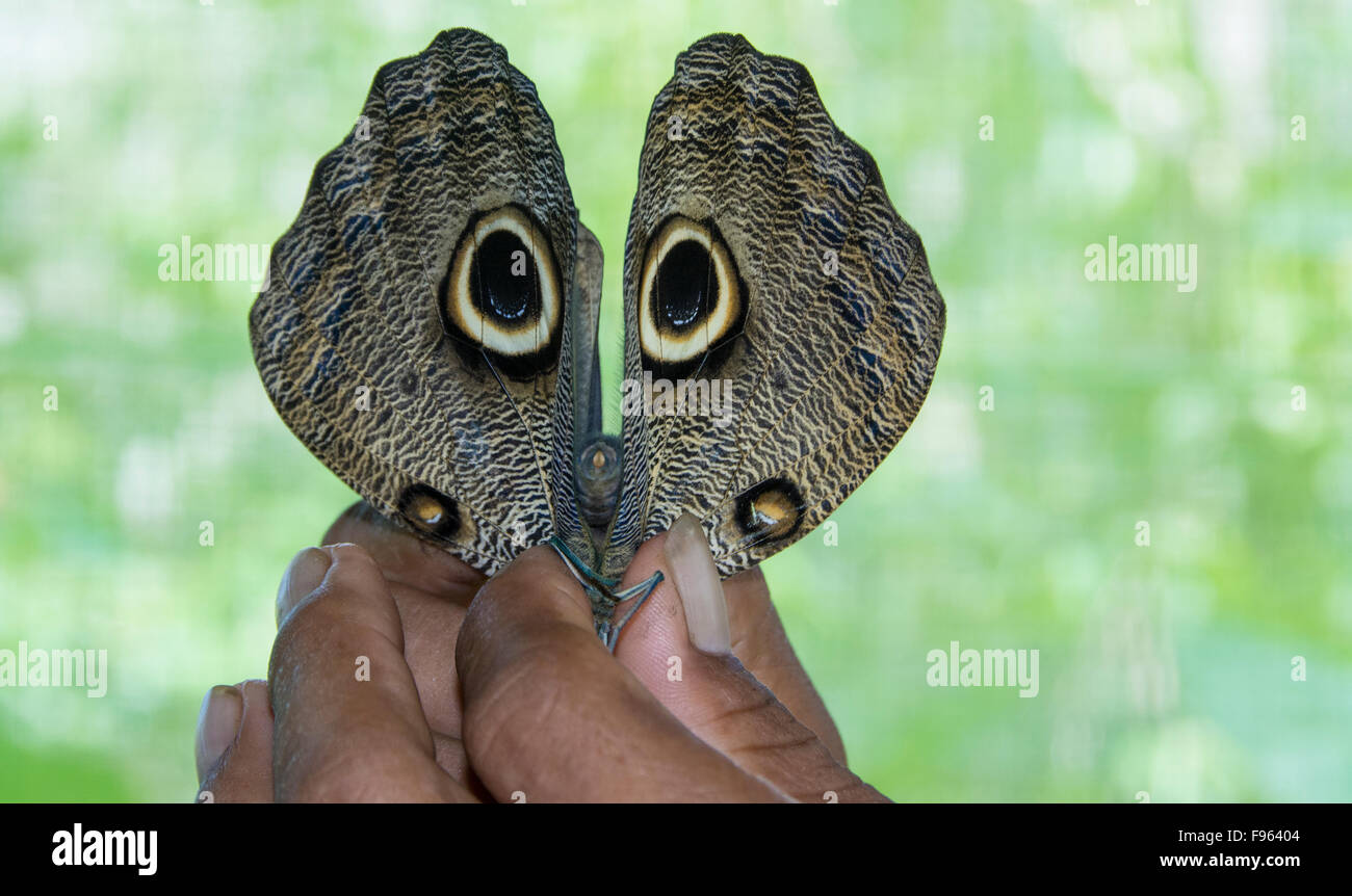 Amazon butterflies hi-res stock photography and images - Alamy