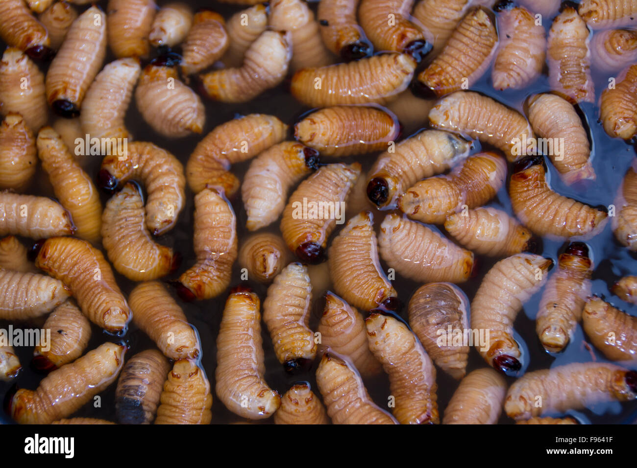 Grubs for sale in market, Iquitos, the largest city in the Peruvian ...
